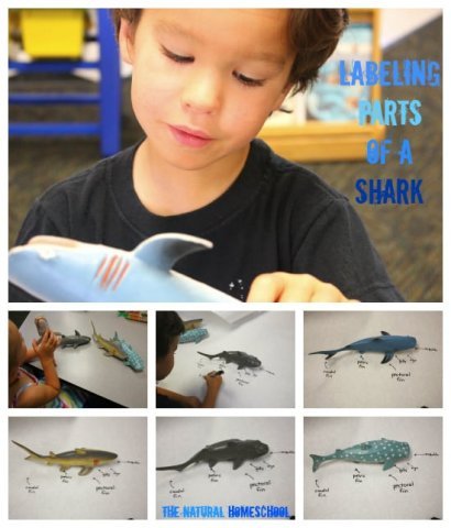 Getting Smart about Sharks (Free Printables) - The Natural Homeschool