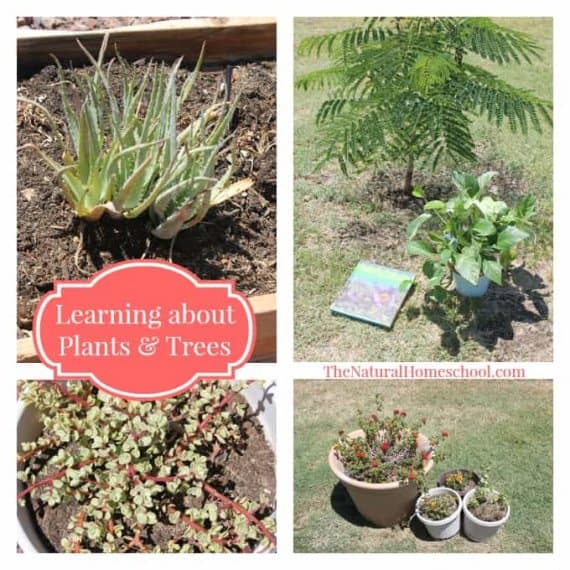 Observing Parts of Trees & Plants {Lessons, Hands-on Activities & Books ...
