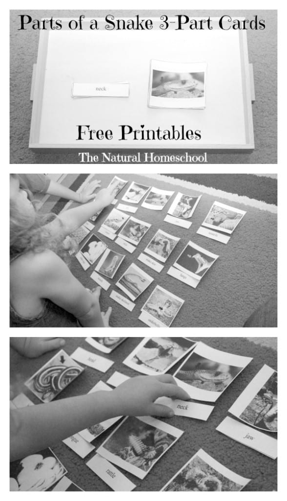 A Complete Snake Printables Unit - The Natural Homeschool