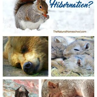 Animals in Winter: Hibernation, Migration and Adaptation Unit Study for ...