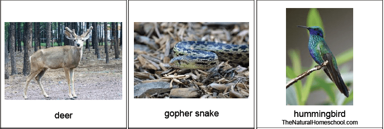 16 Printable Pictures of Animals that Migrate - The Natural Homeschool
