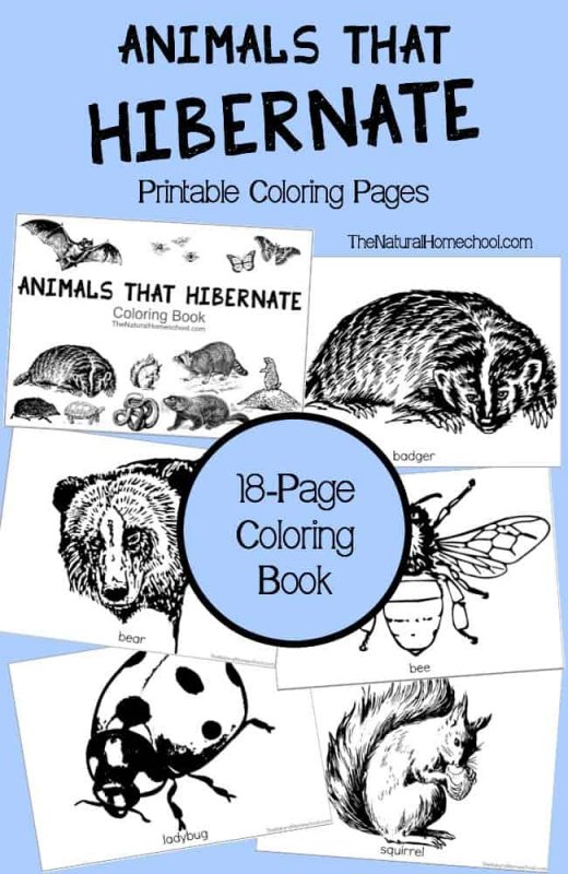 Animals that Hibernate in Winter Printable Coloring Book - The Natural ...