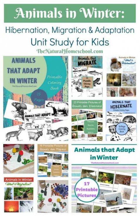 Animals in Winter: Hibernation, Migration and Adaptation Unit Study for ...