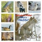 Animals in Winter: What is Adaptation? - The Natural Homeschool