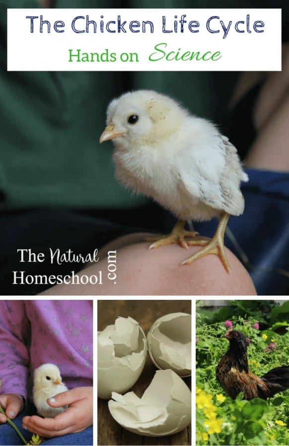 The Most Popular Farm Animals: The Chicken Life Cycle - The Natural ...