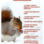 Animals in Winter: Hibernation, Migration and Adaptation Unit Study for ...