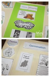 Botany Projects for Kids - Awesome Hands-on Learning Ideas - The ...