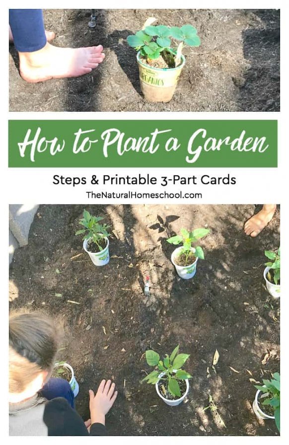 How to Plant a Garden Steps & Printable Montessori 3-Part Cards - The ...