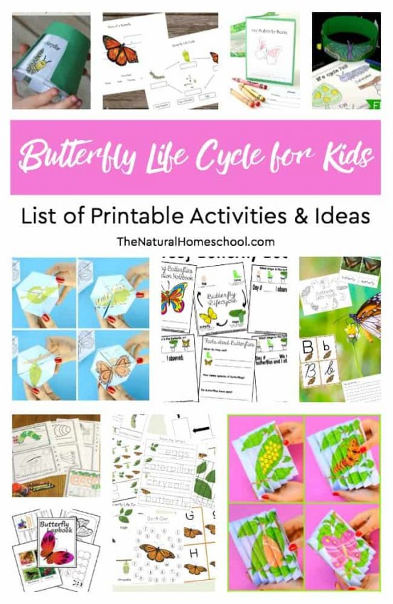 Butterfly Life Cycle for Kids ~ List of Printable Activities & Ideas ...