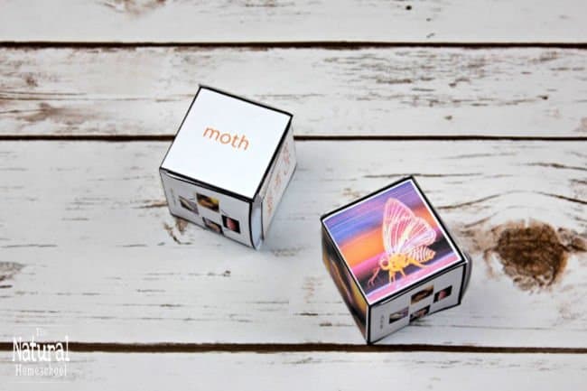 12 of the Best Moth Life Cycle Printable Activities - The Natural ...