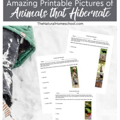 Animals in Winter: Hibernation, Migration and Adaptation Unit - The ...