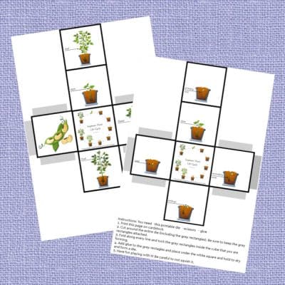 Soybean Plant Life Cycle Worksheets and Activity Set - The Natural ...