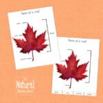 Fall Montessori Printables for Kids - The Natural Homeschool